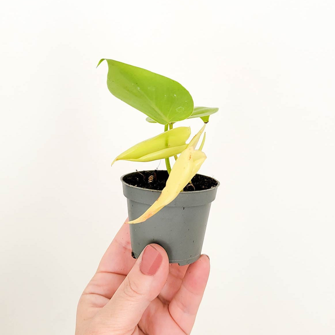 Philodendron Neon: Todo lo que necesitas saber para su cuidado perfecto ...