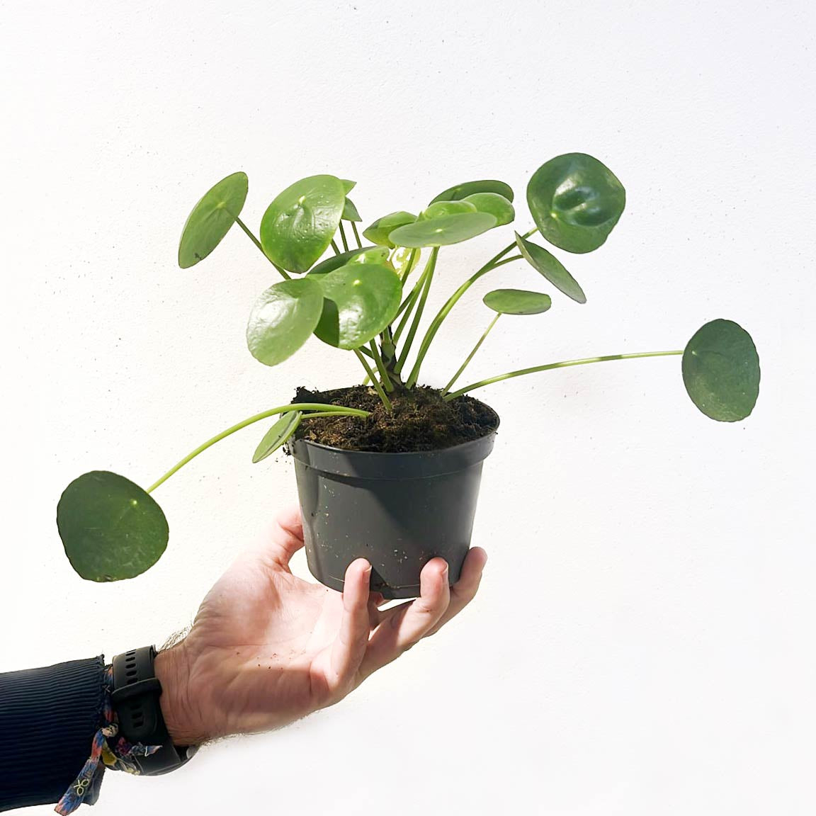 Pilea Peperomioides | Miniplanta – miniplanta