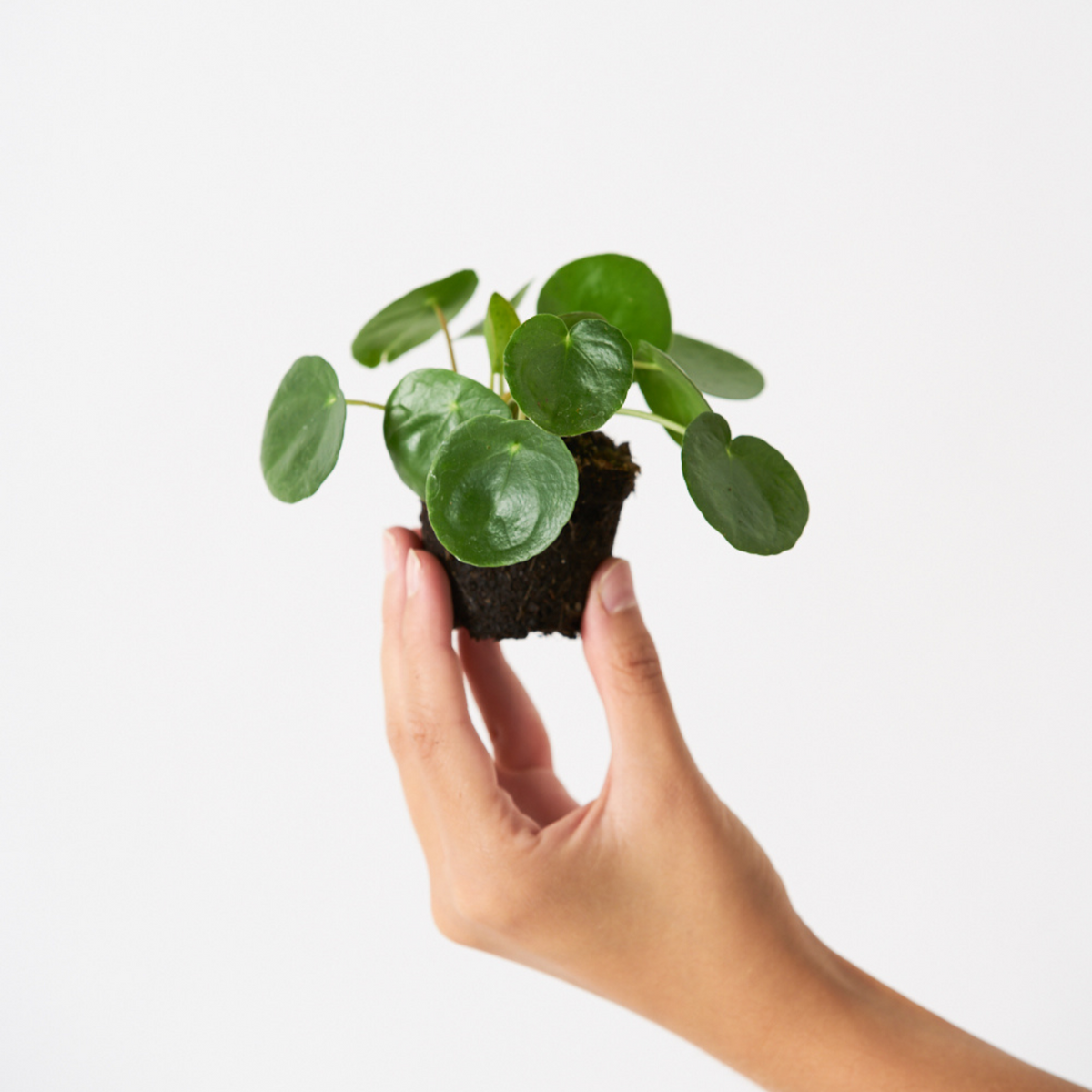 Pilea Peperomioides | Miniplanta – miniplanta