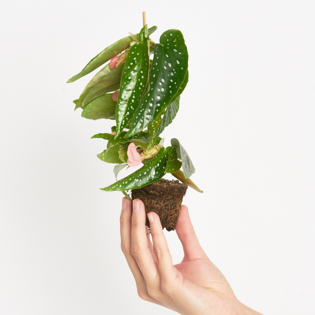 Mini Begonia Silverspot | Miniplanta – miniplanta