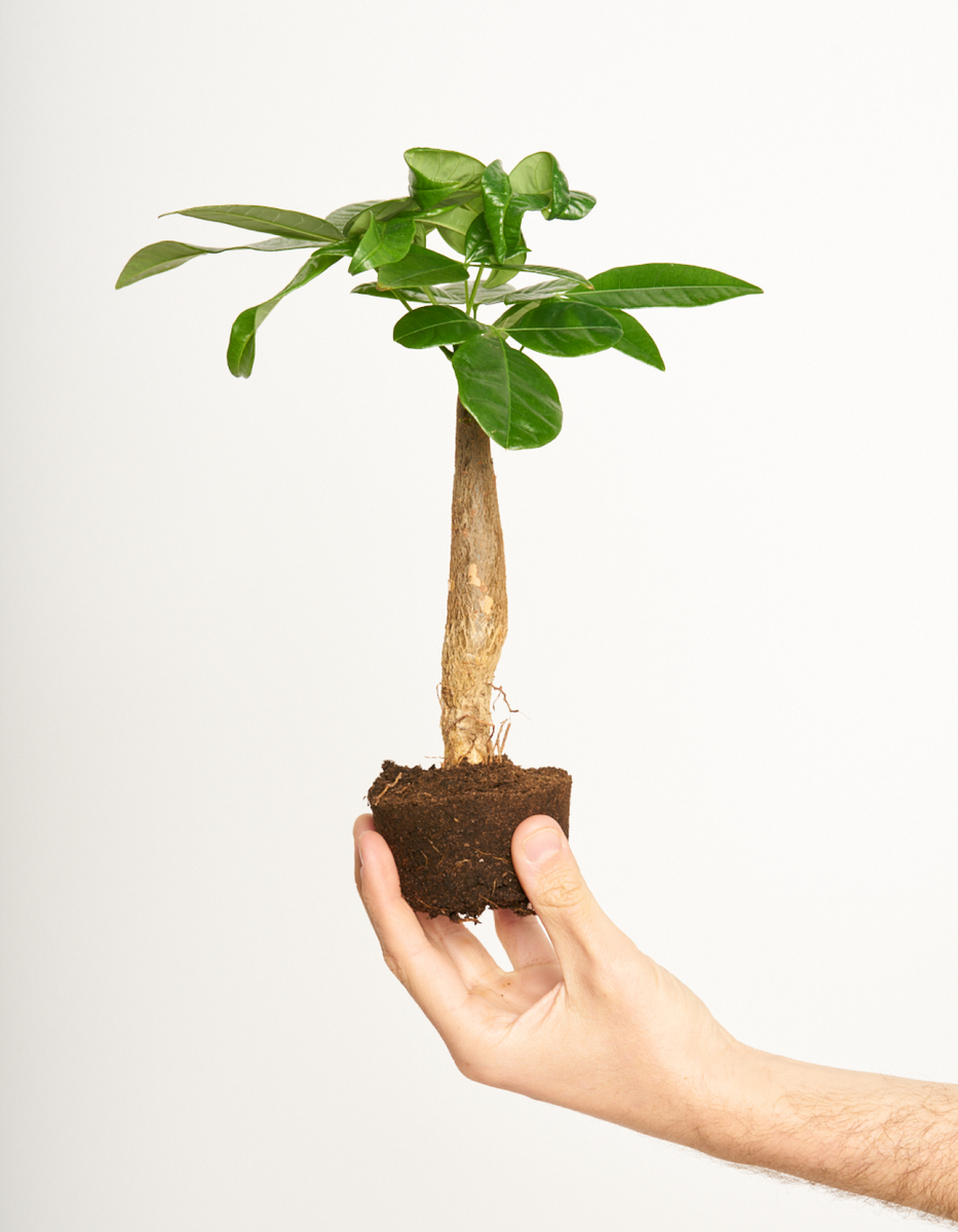 Mini Pachira Aquatica | Descúbrela en Miniplanta – miniplanta